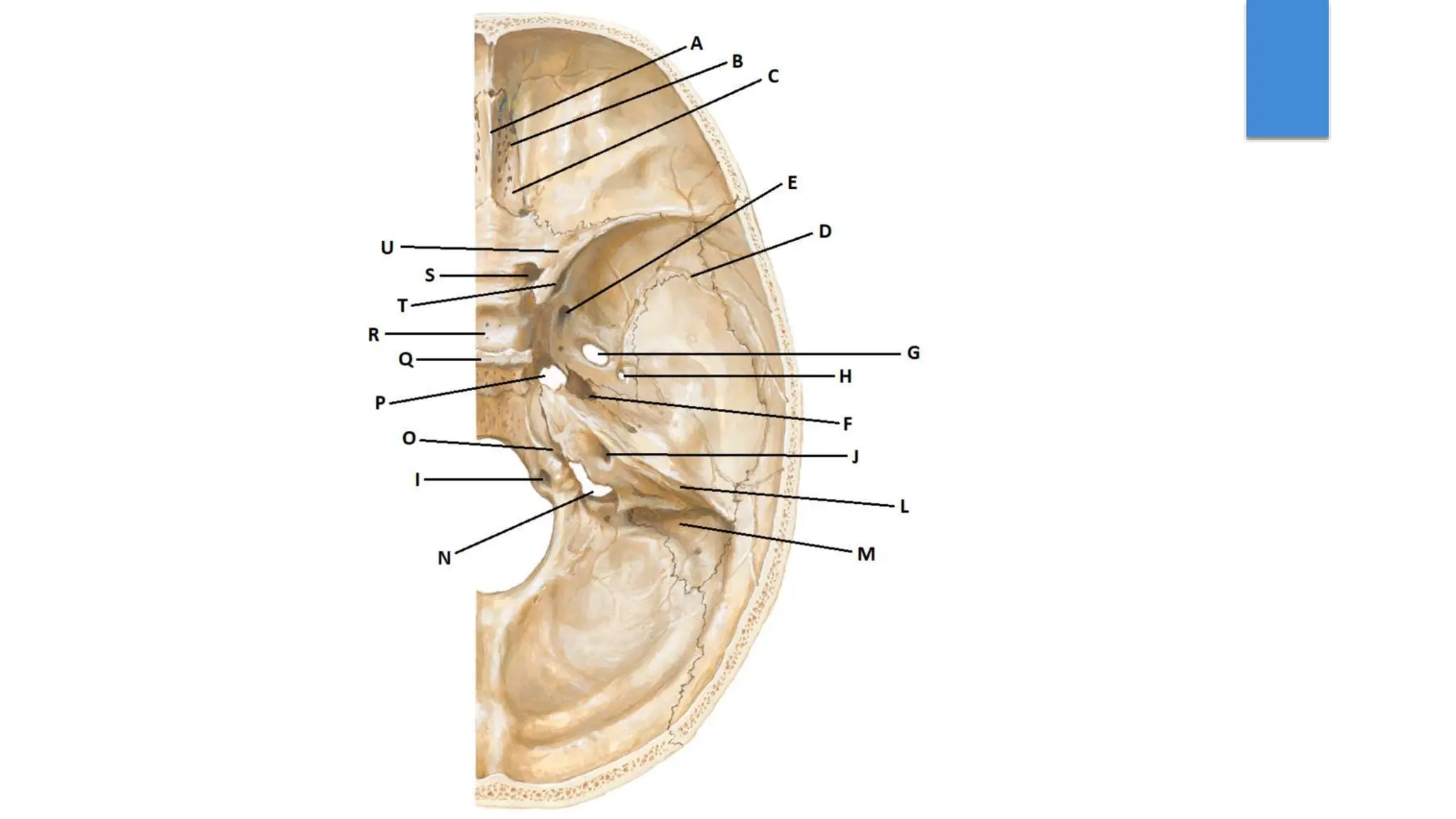 Norma Frontalis, Lateralis, Verticalis, Basalis (cranial base).pptx