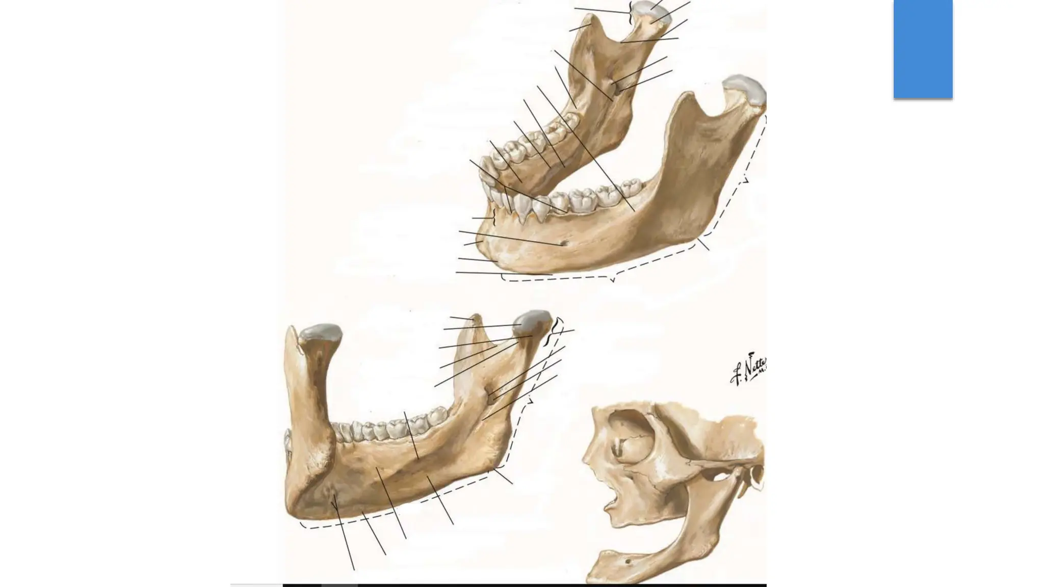 Norma Frontalis, Lateralis, Verticalis, Basalis (cranial base).pptx