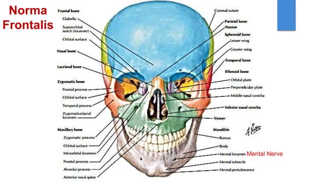 Norma Frontalis, Lateralis, Verticalis, Basalis (cranial base).pptx