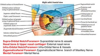 Norma Frontalis, Lateralis, Verticalis, Basalis (cranial base).pptx