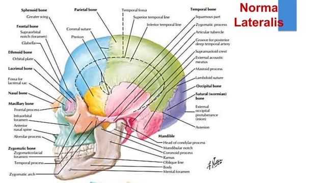 Norma Frontalis, Lateralis, Verticalis, Basalis (cranial base).pptx