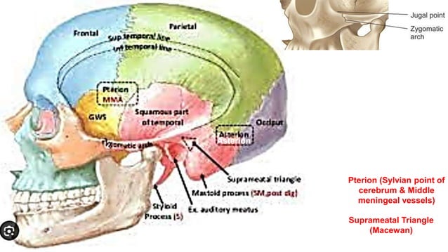 Norma Frontalis, Lateralis, Verticalis, Basalis (cranial base).pptx