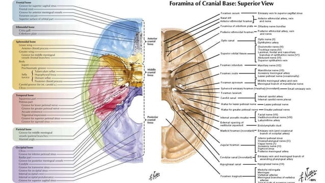 Norma Frontalis, Lateralis, Verticalis, Basalis (cranial base).pptx