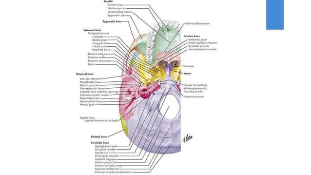 Norma Frontalis, Lateralis, Verticalis, Basalis (cranial base).pptx