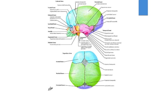Norma Frontalis, Lateralis, Verticalis, Basalis (cranial base).pptx
