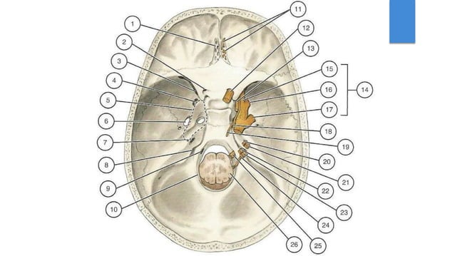 Norma Frontalis, Lateralis, Verticalis, Basalis (cranial base).pptx