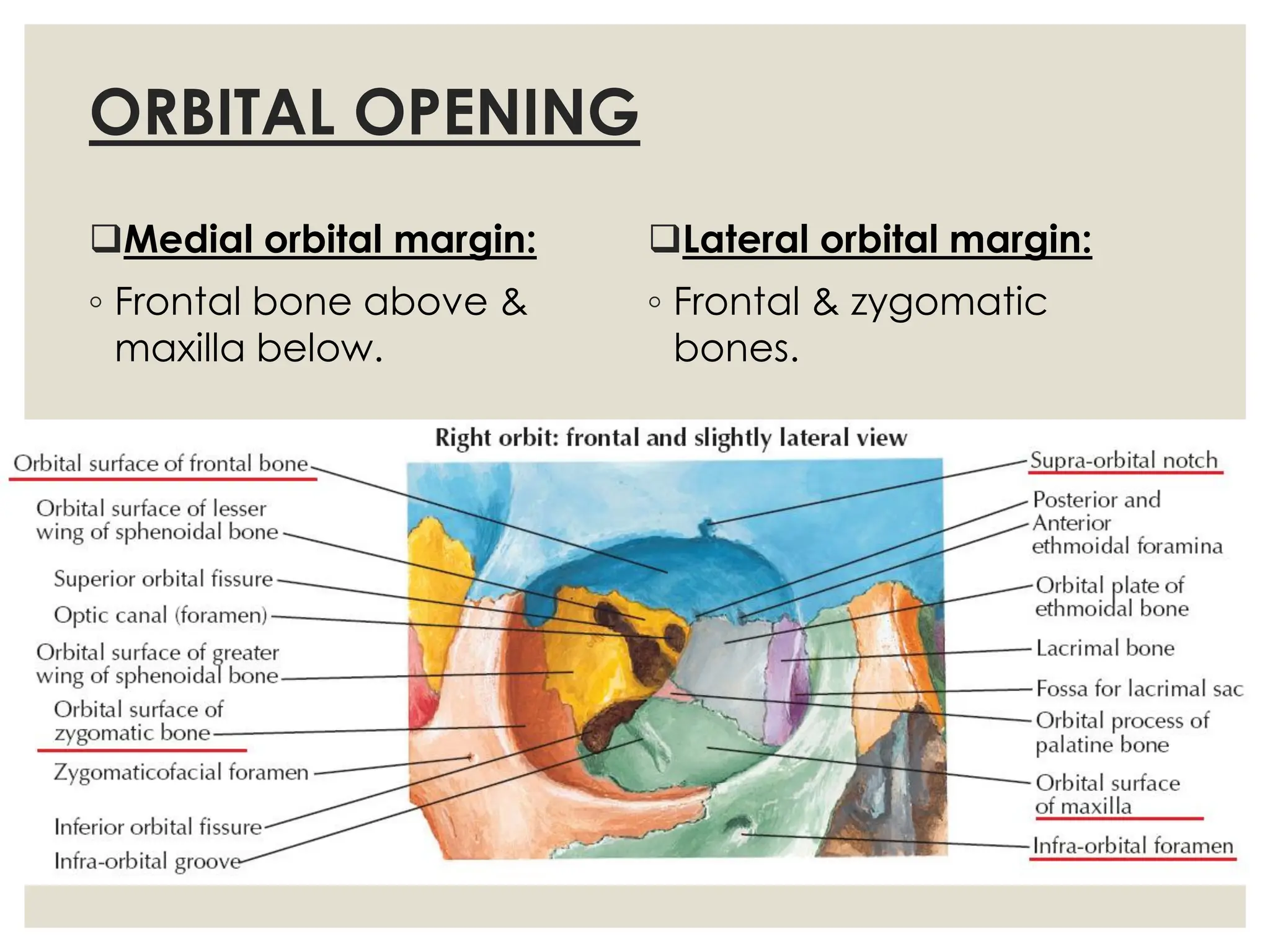 Norma_Frontalis_PDF.pdf gross anatomy of norma | PDF