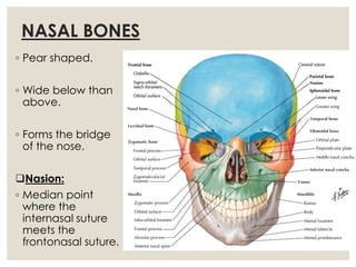 Norma_Frontalis_PDF.pdf gross anatomy of norma | PDF
