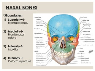 Norma_Frontalis_PDF.pdf gross anatomy of norma | PPT
