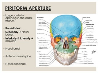 Norma_Frontalis_PDF.pdf gross anatomy of norma | PPT