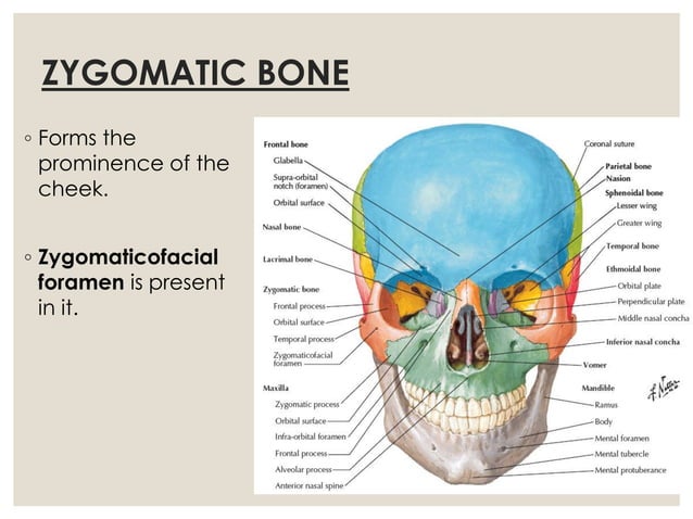 Norma_Frontalis_PDF.pdf gross anatomy of norma | PPT