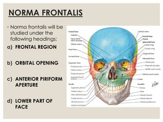 Norma_Frontalis_PDF.pdf gross anatomy of norma | PPT