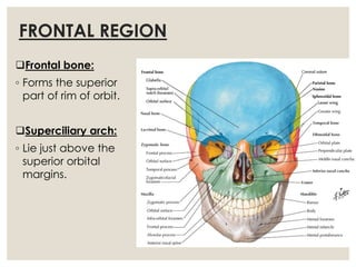 Norma_Frontalis_PDF.pdf gross anatomy of norma | PDF