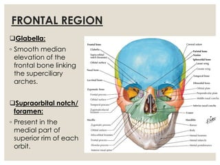 Norma_Frontalis_PDF.pdf gross anatomy of norma | PDF