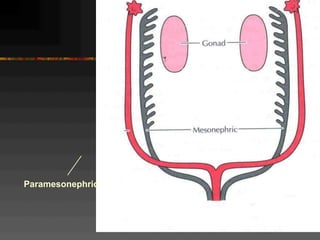 Normal and abnormal genital tract | PDF