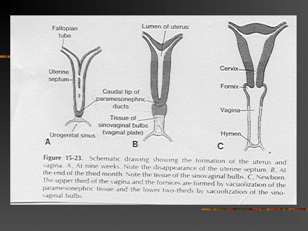 Normal And Abnormal Genital Tract