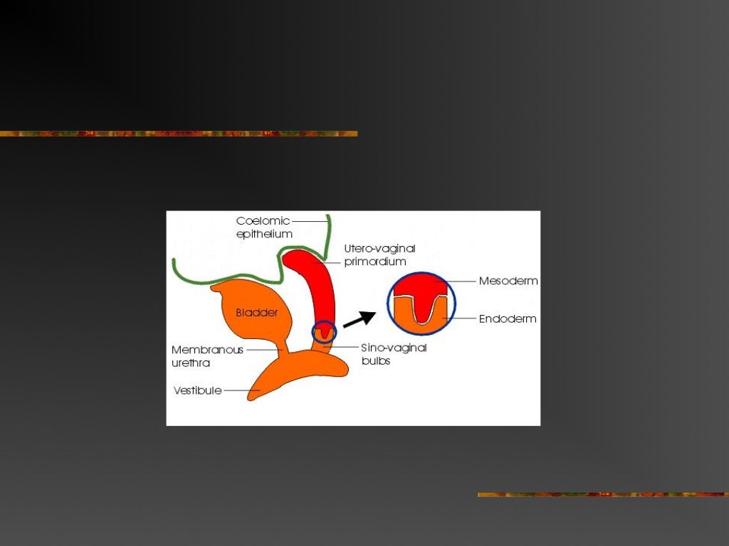Normal And Abnormal Genital Tract