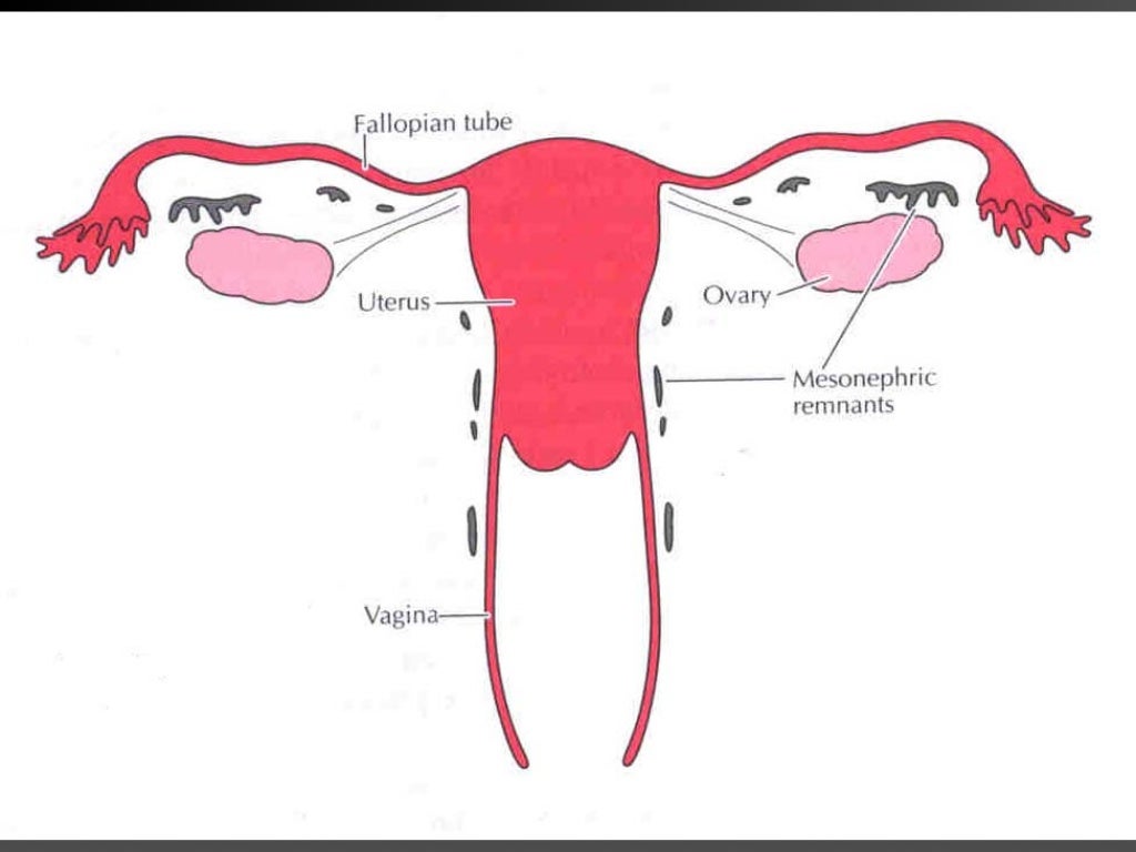 Normal and abnormal genital tract