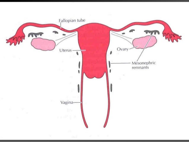 Normal and abnormal genital tract