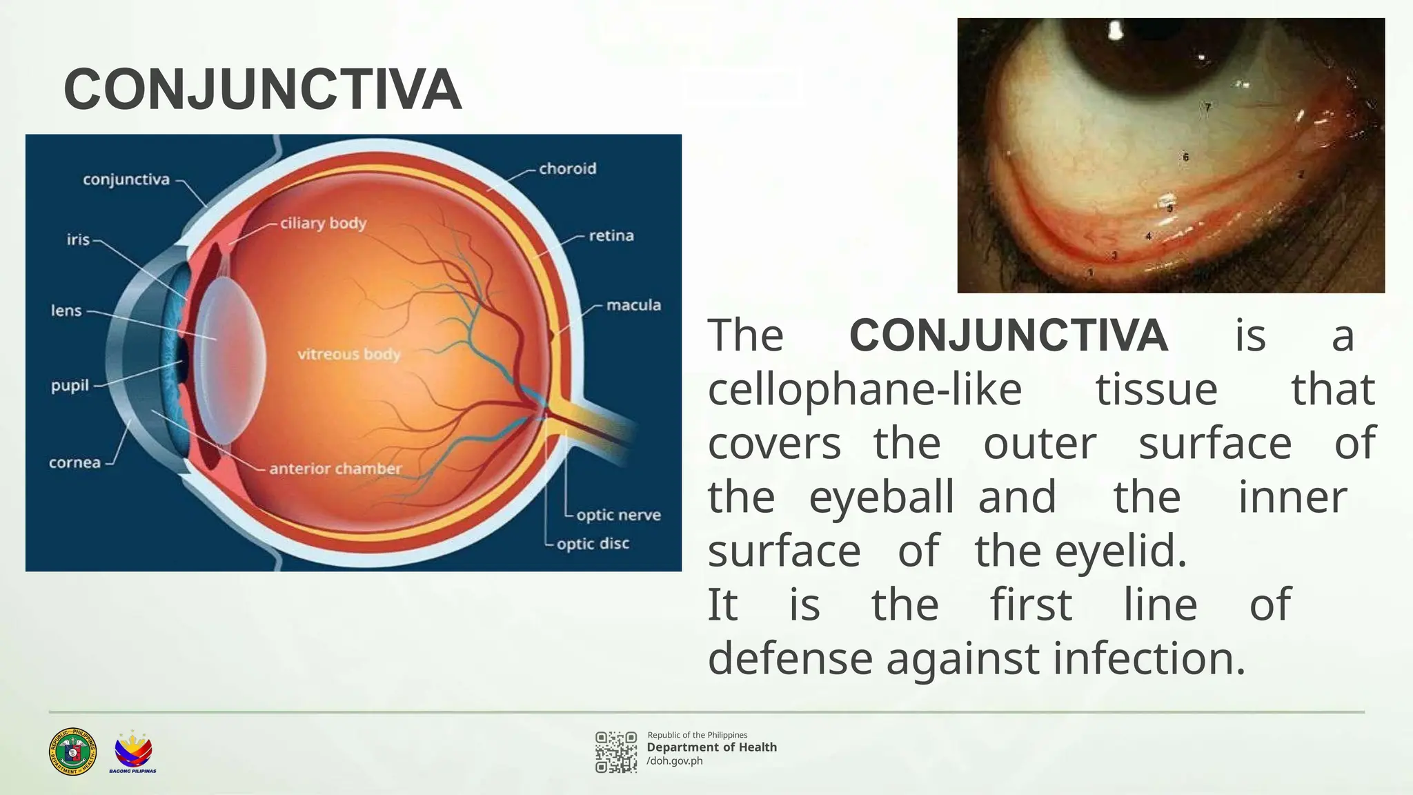 THE NORMAL EYE ASSESSMENT AND CHECK UP.pptx