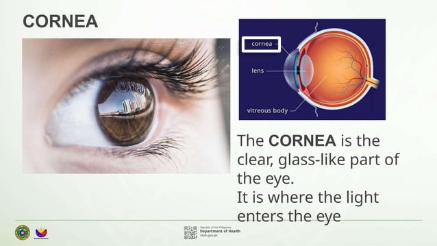 THE NORMAL EYE ASSESSMENT AND CHECK UP.pptx