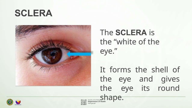 THE NORMAL EYE ASSESSMENT AND CHECK UP.pptx