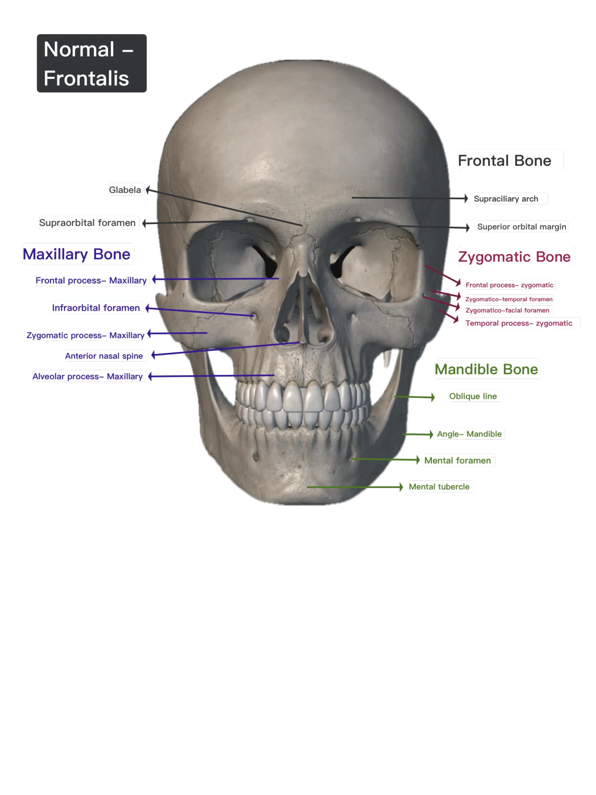 Normal- Frontalis of skull of the human body | PDF