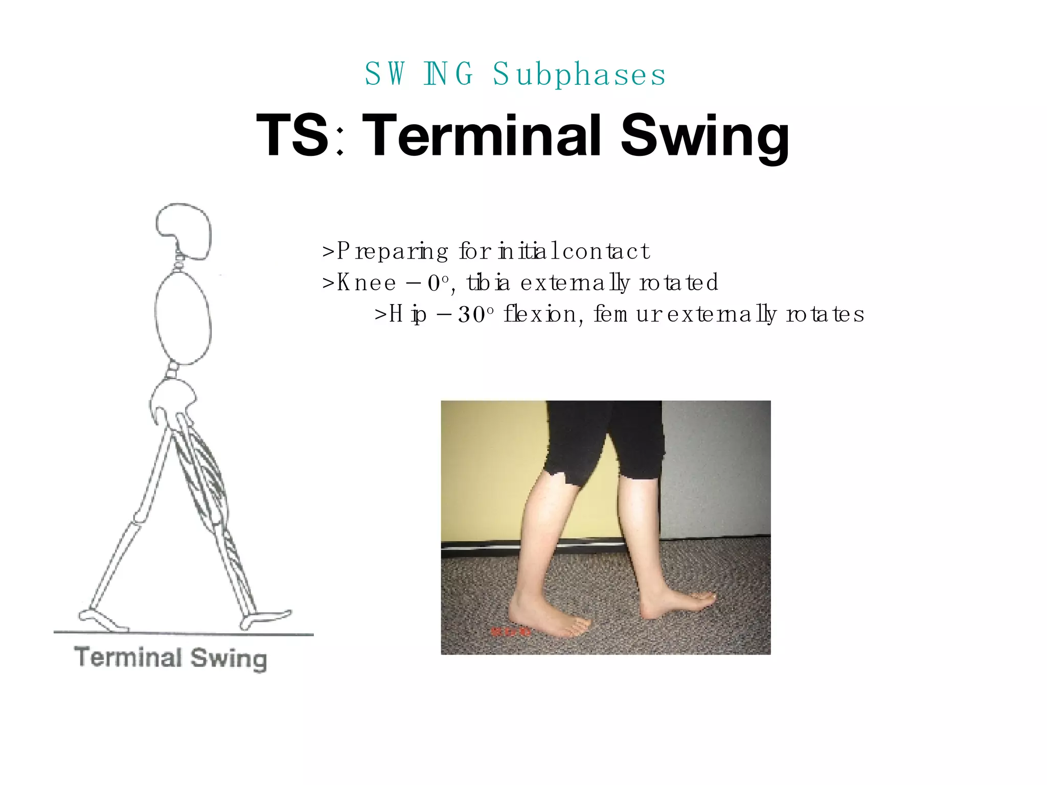 Normal Gait Cycle | PPT