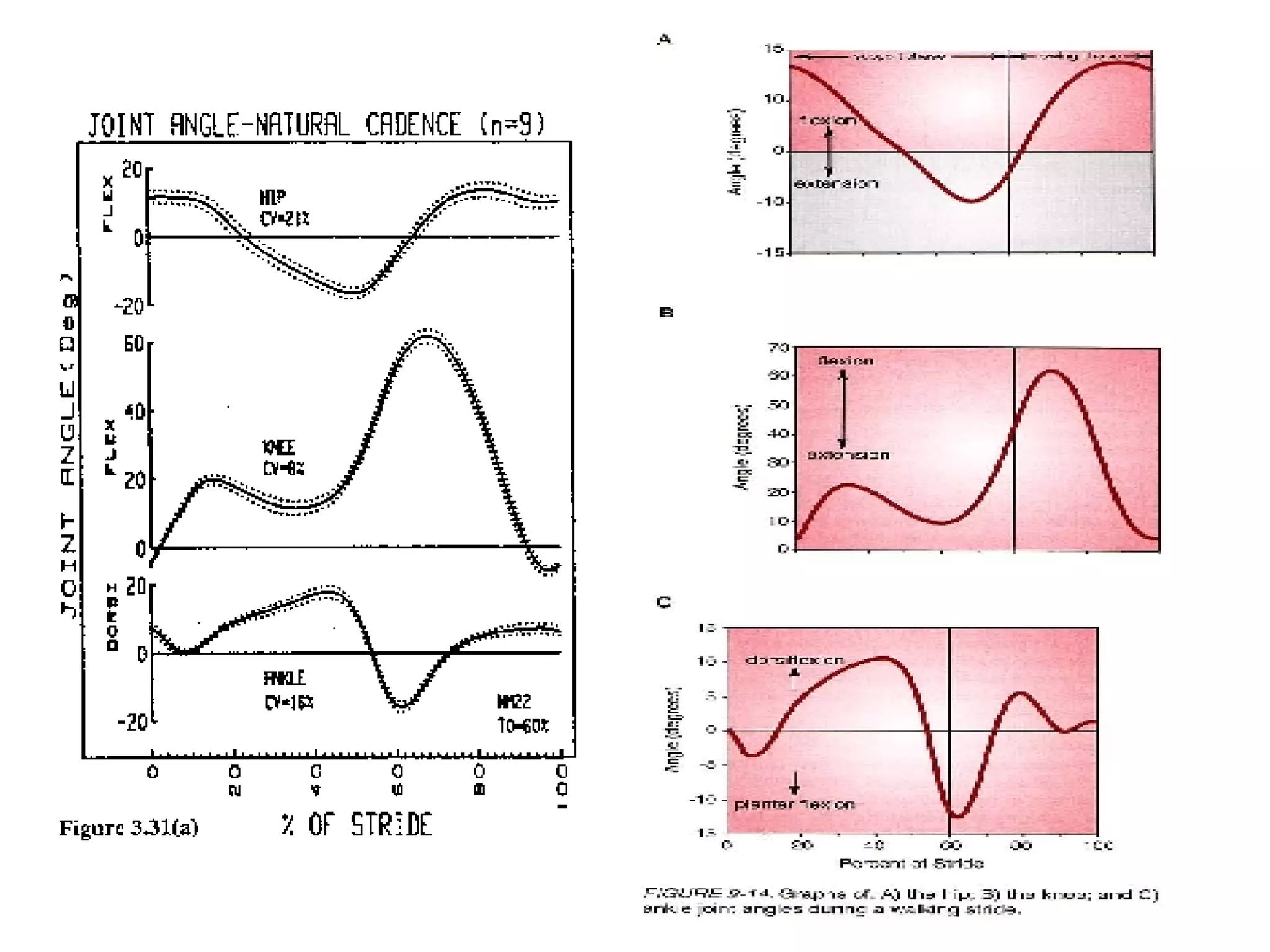 Normal Gait Cycle | PPT