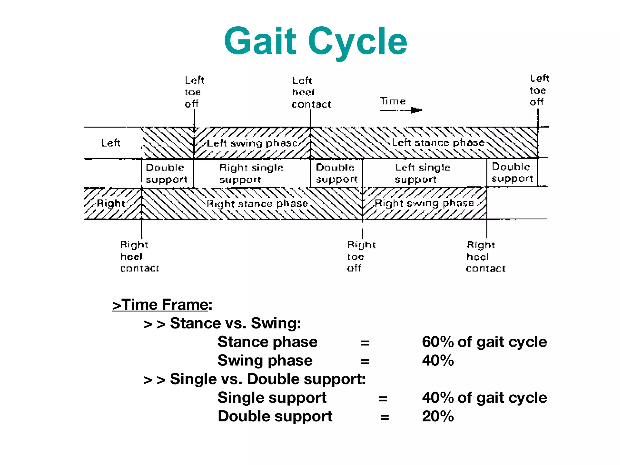 Normal Gait Cycle | PPT