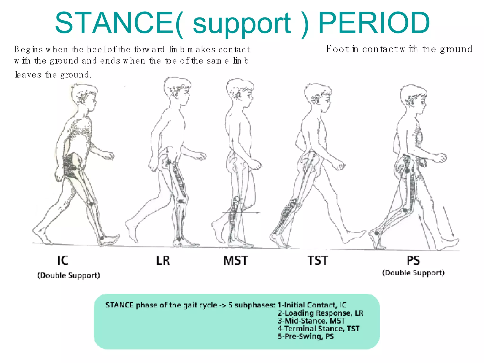Normal Gait Cycle | PPT