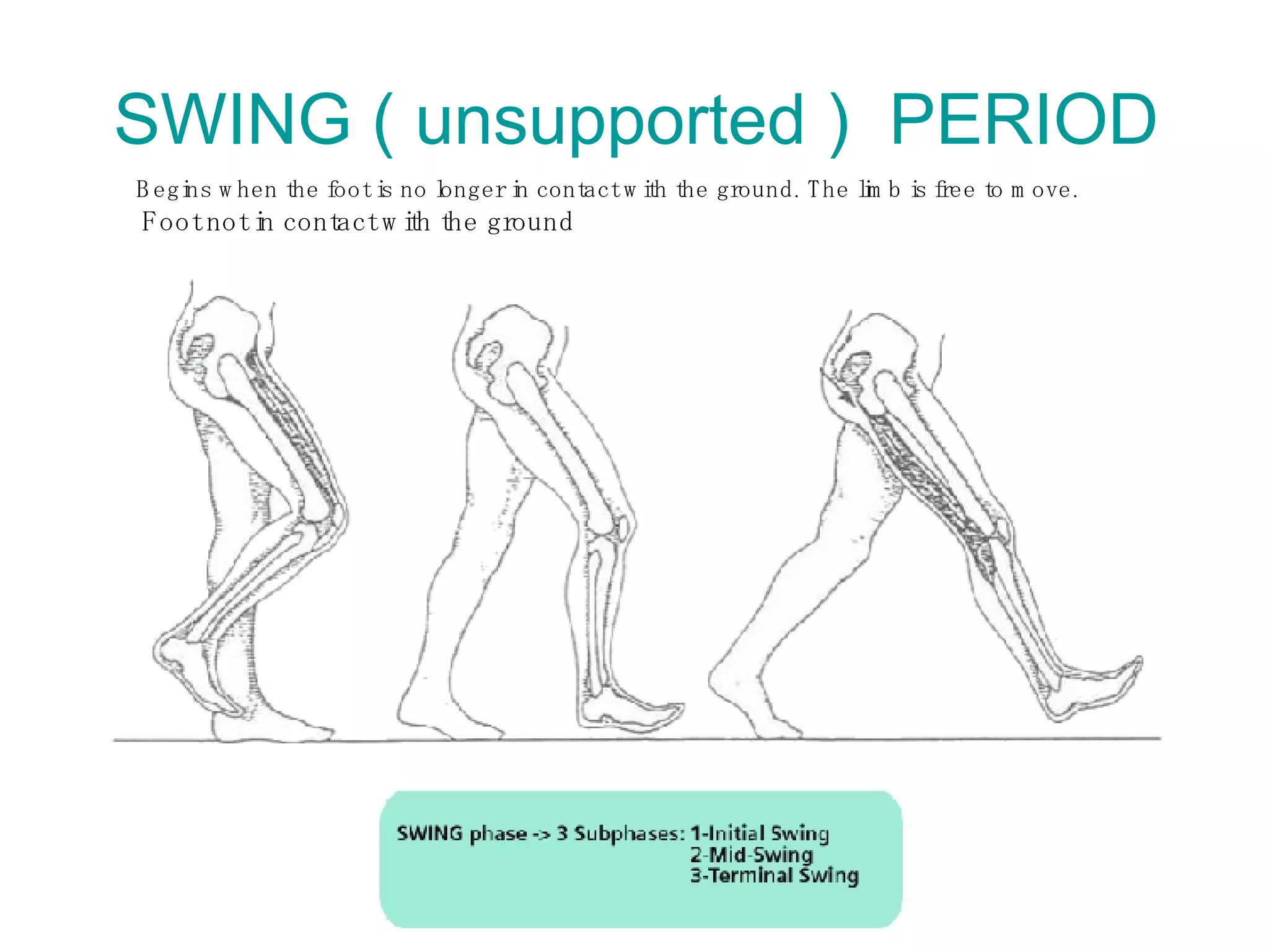 Normal Gait Cycle | PPT