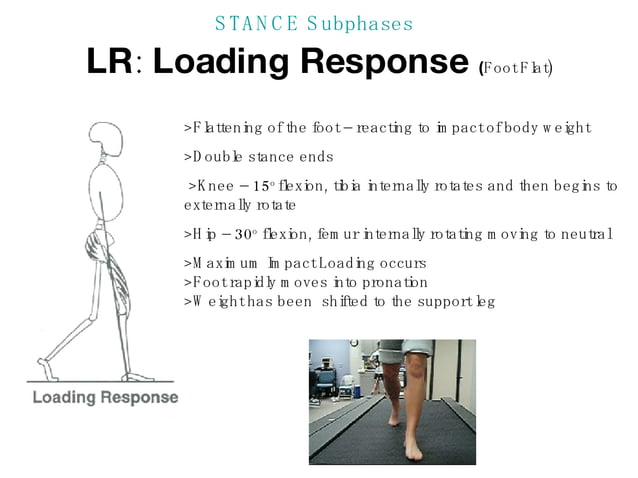 Normal Gait Cycle | PPT
