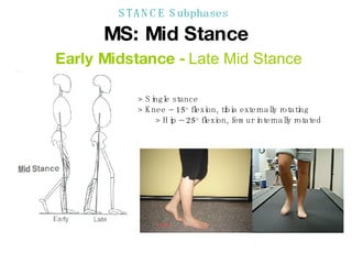 Normal Gait Cycle | PPT