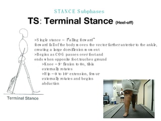 Normal Gait Cycle | PPT