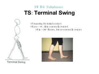 Normal Gait Cycle | PPT