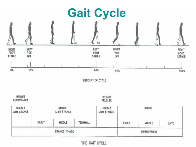 Normal Gait Cycle | PPT