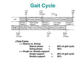 Normal Gait Cycle | PPT