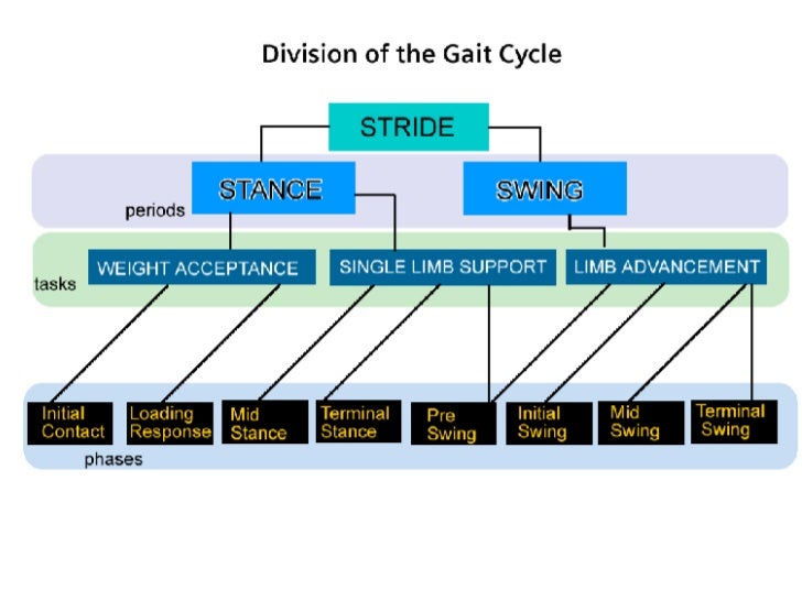Normal Gait Cycle