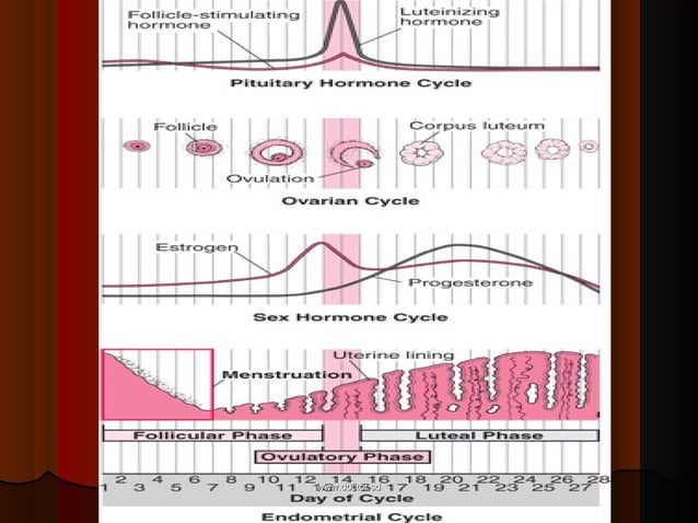 Normal menstruation | PPT | Pregnancy | Reproductive Health
