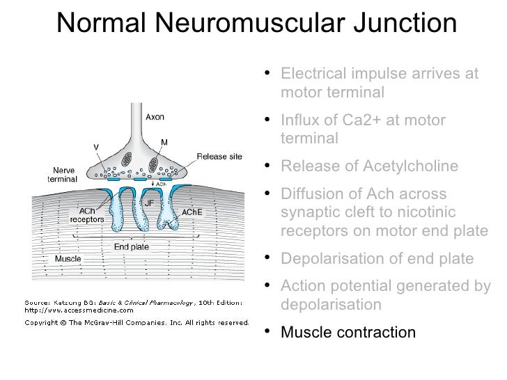 Normal Neuromuscular Junction Action