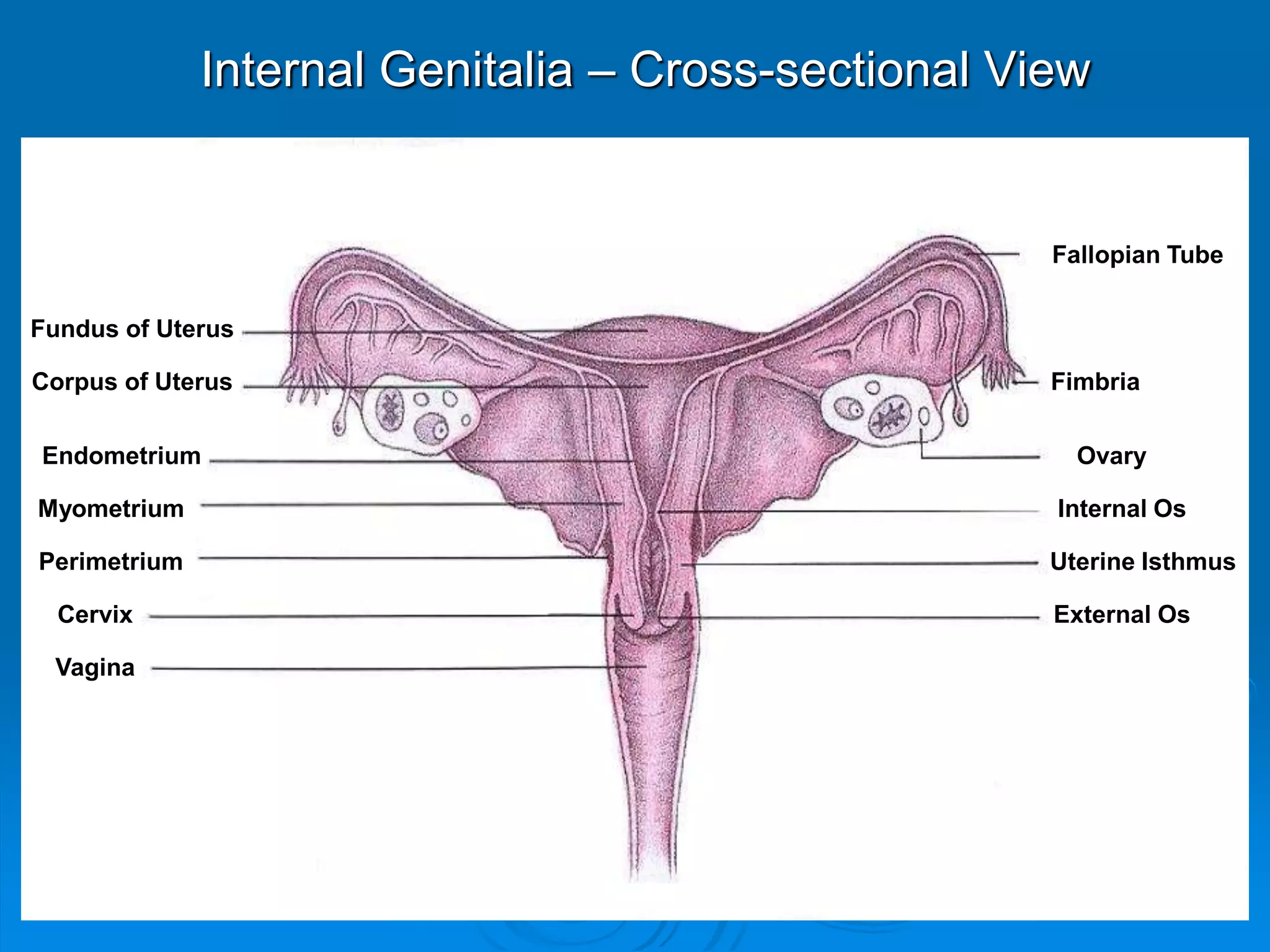 Normal-Obstetrics.ppt