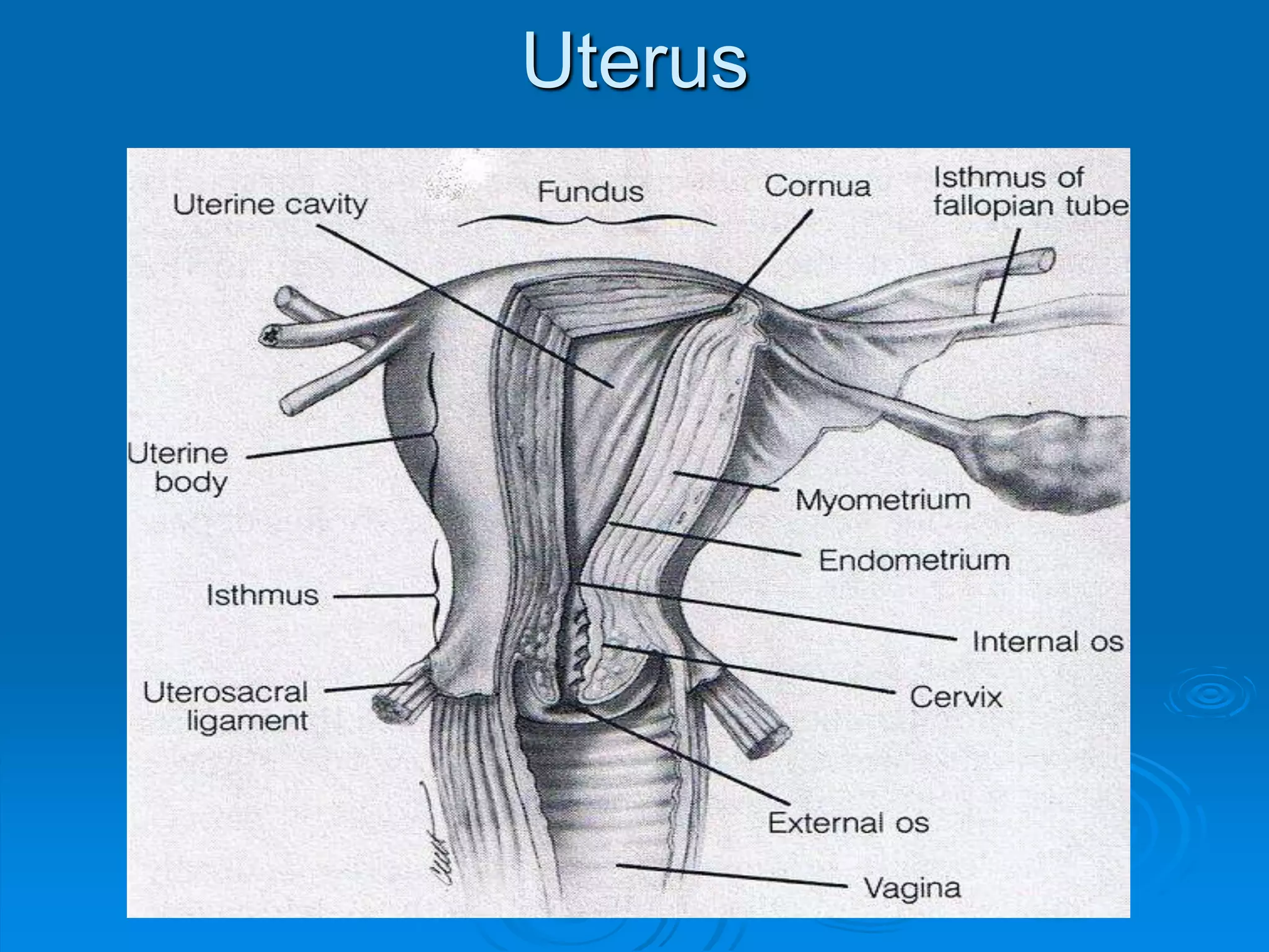 Normal-Obstetrics.ppt