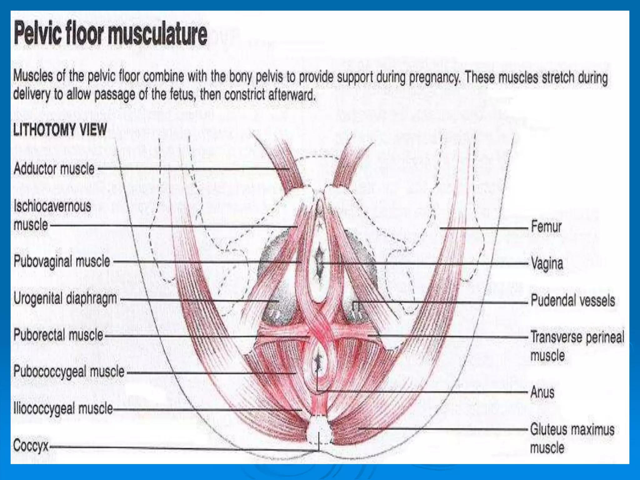 Normal-Obstetrics.ppt