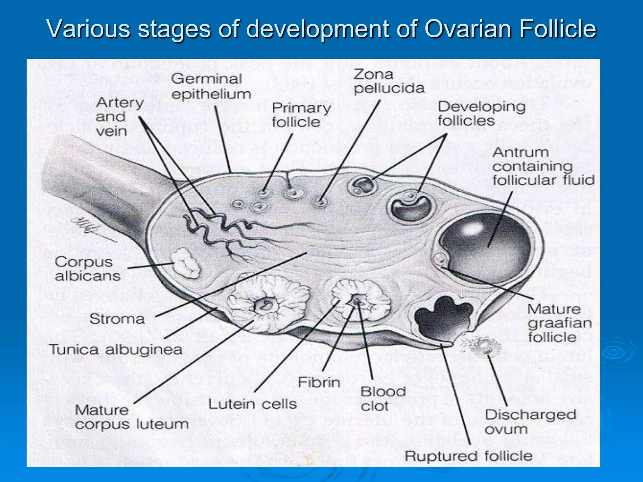 Normal-Obstetrics.ppt