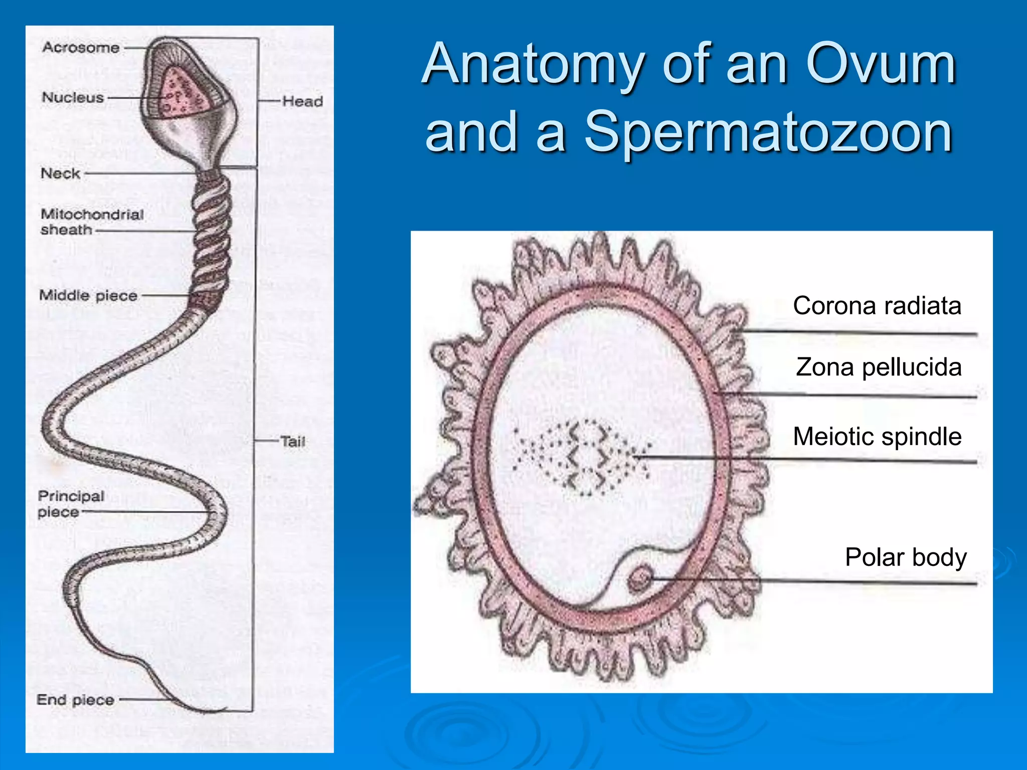 Normal-Obstetrics.ppt