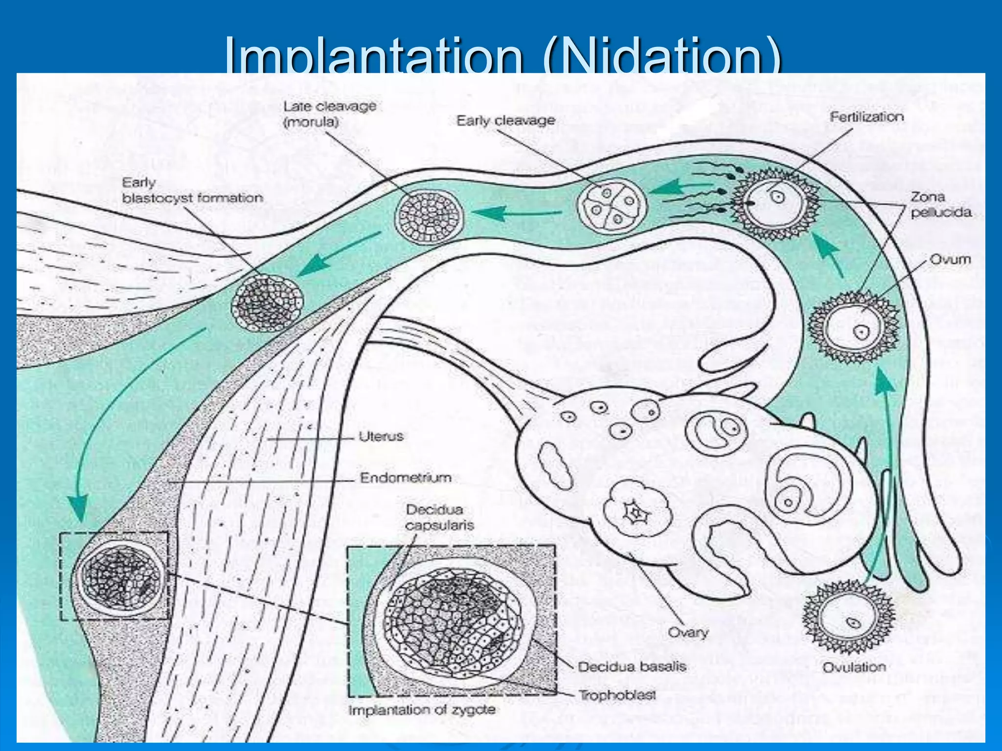 Normal-Obstetrics.ppt