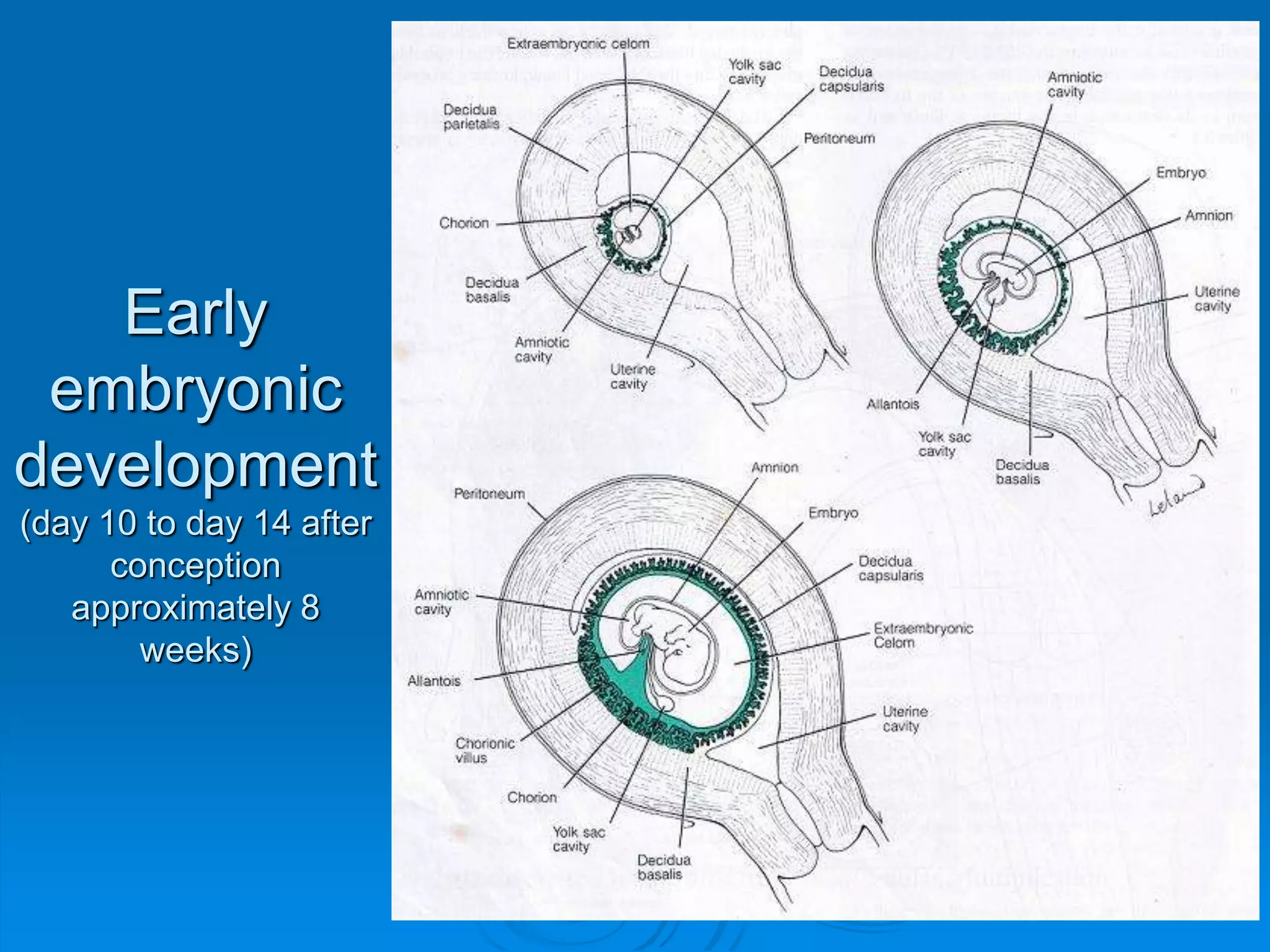 Normal-Obstetrics.ppt