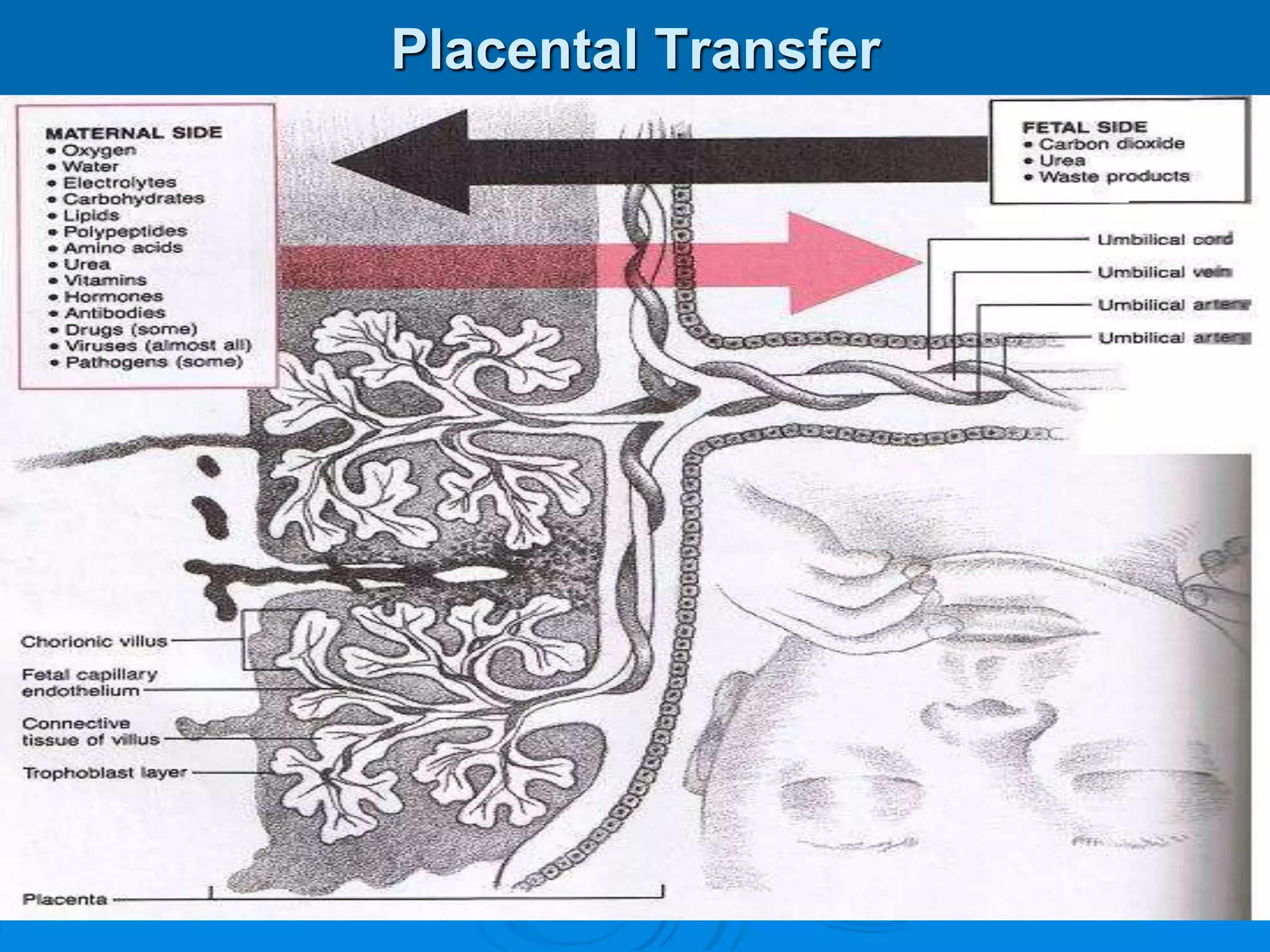 Normal-Obstetrics.ppt