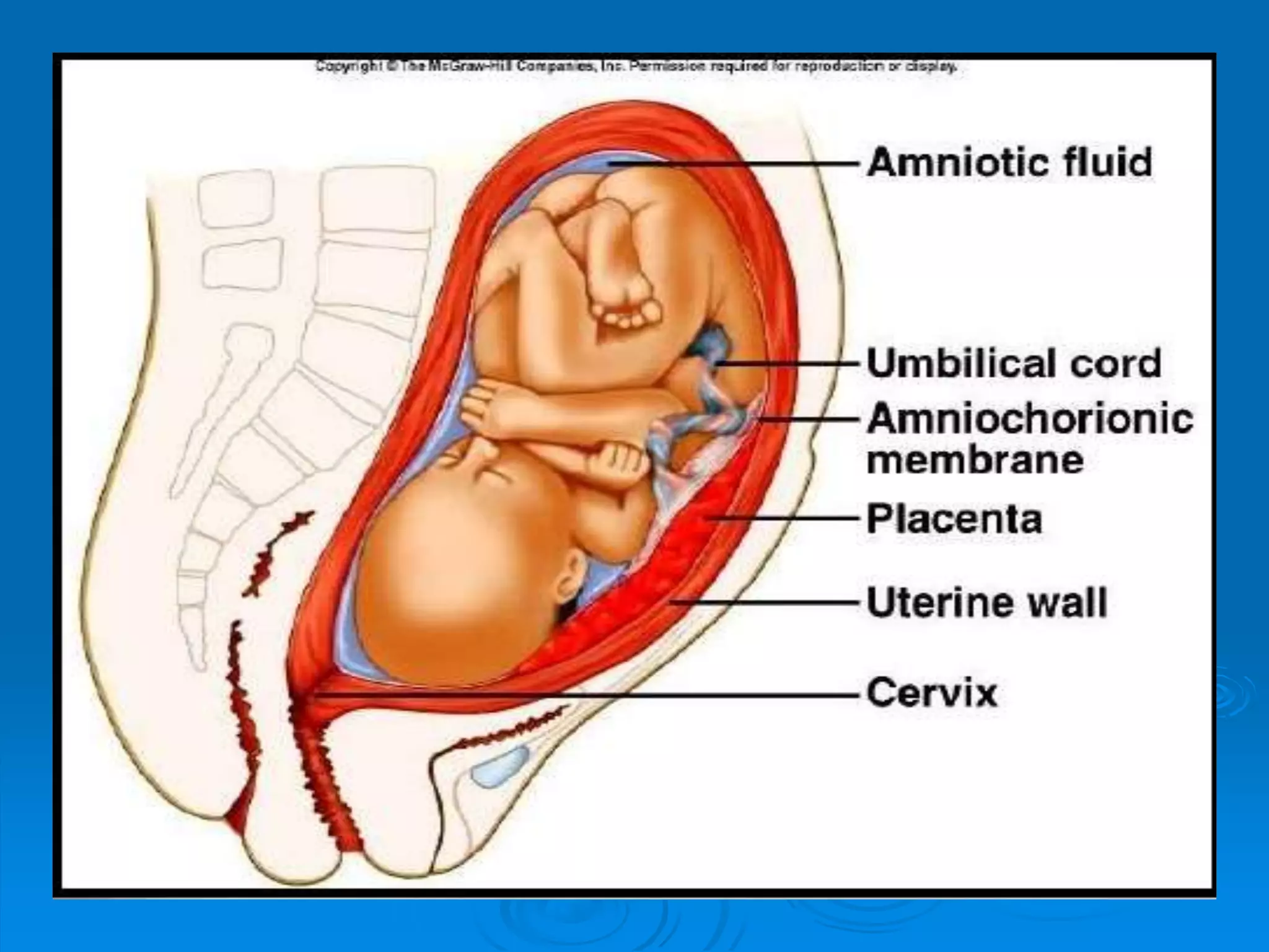 Normal-Obstetrics.ppt
